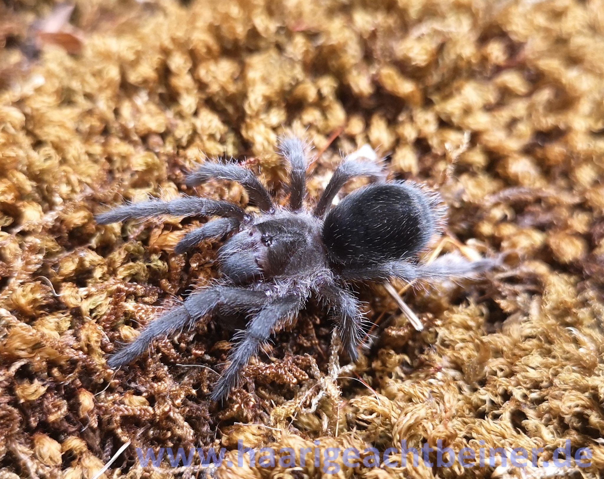 Grammostola Quirogai Www Haarigeachtbeiner De