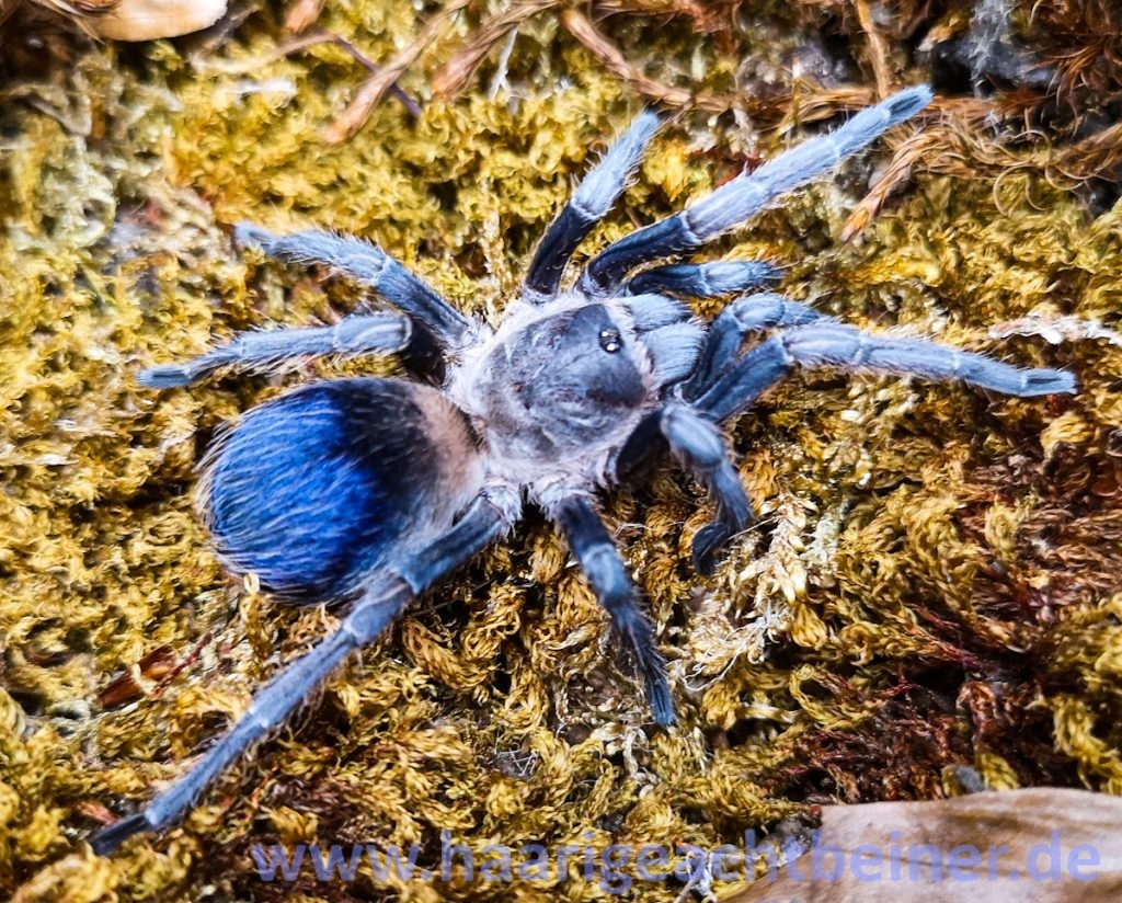 Pseudhapalopus sp.Blue grau-blaue Farbvariante – www.haarigeachtbeiner.de